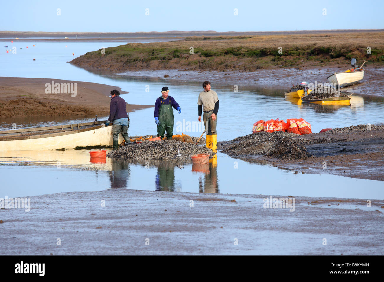 Brancaster mussels hi-res stock photography and images - Alamy