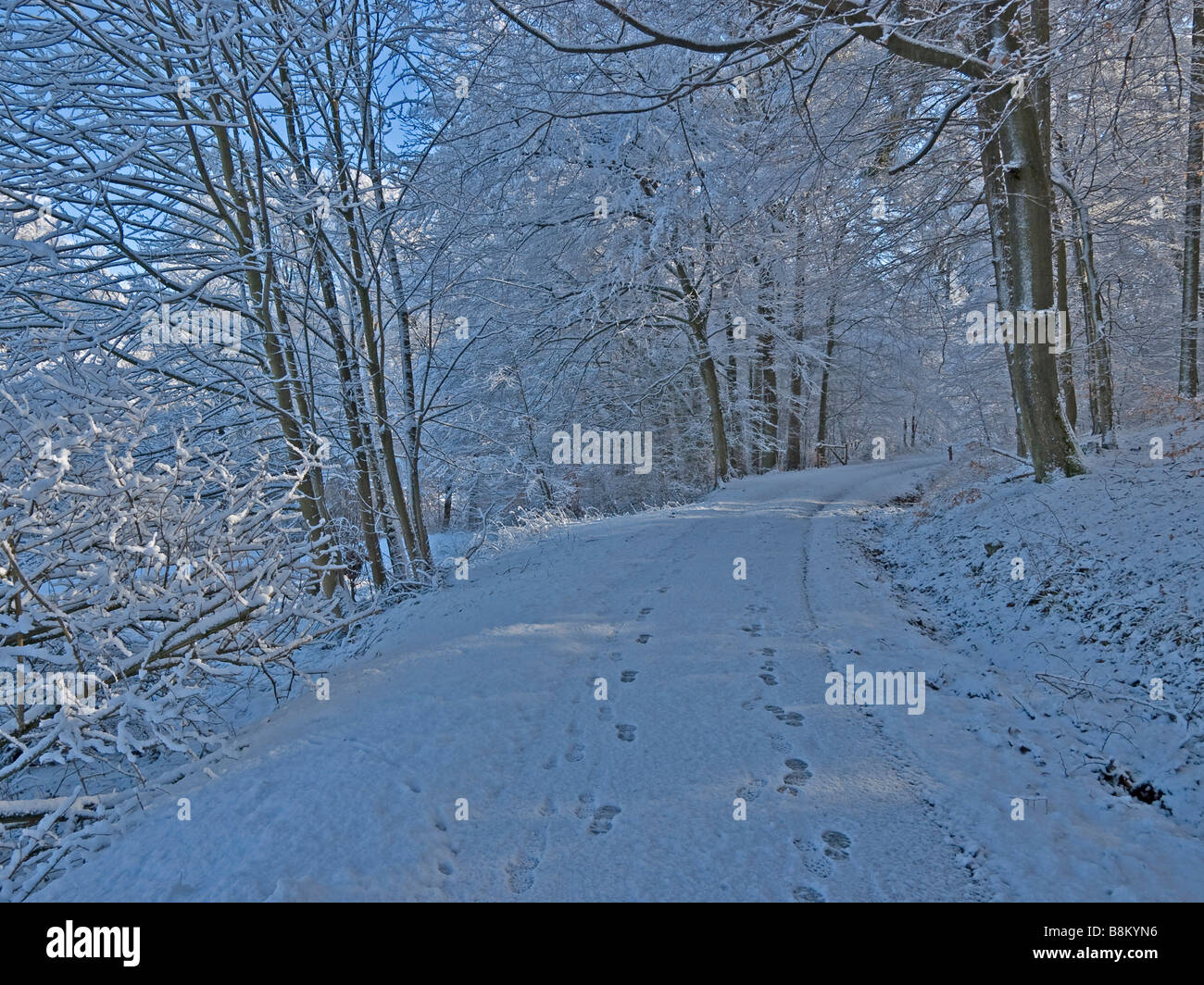 way in forest much snow tracks lot trees with snow Stock Photo - Alamy