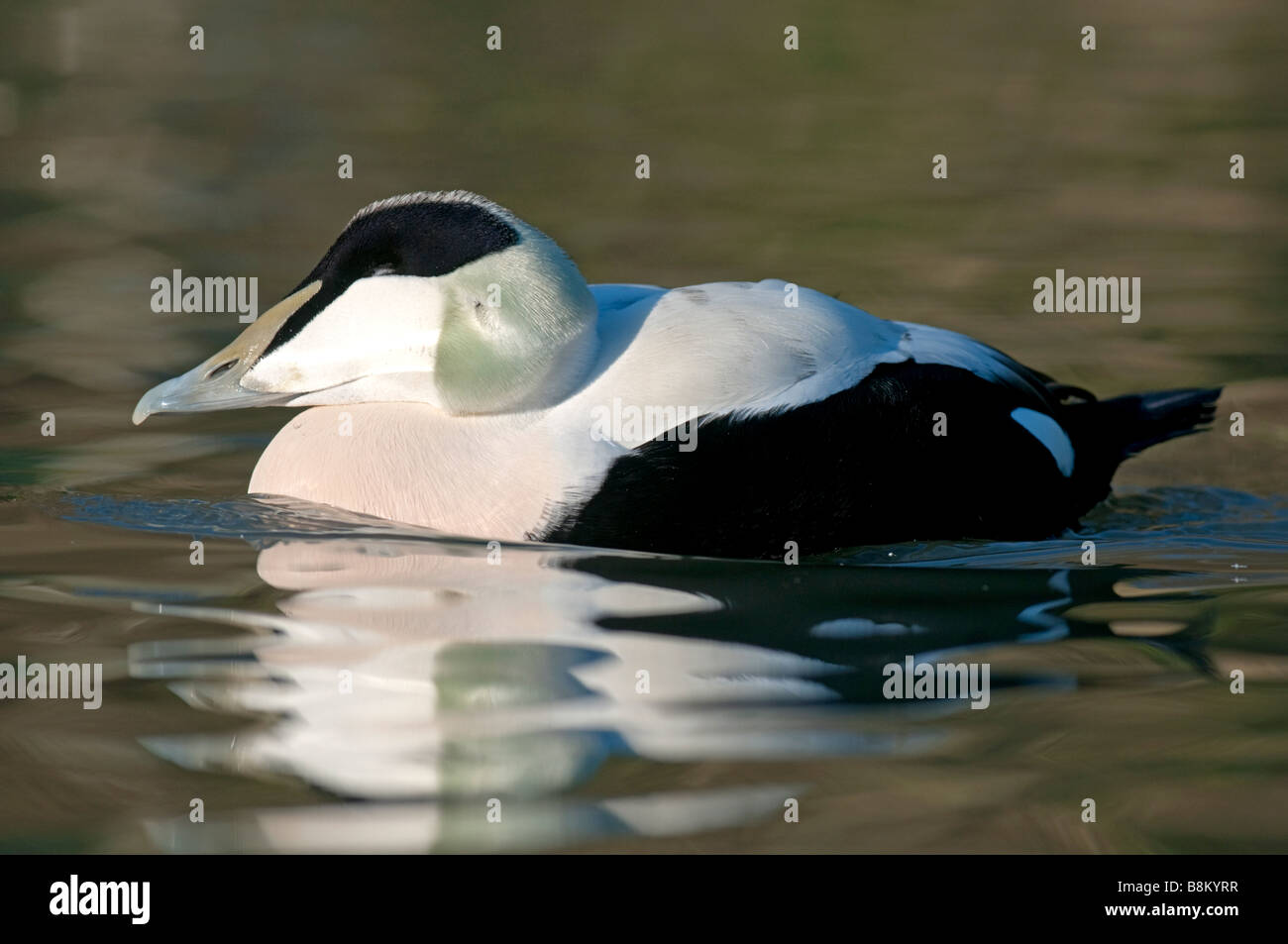 Common Eider, adult male, England, Winter Stock Photo - Alamy