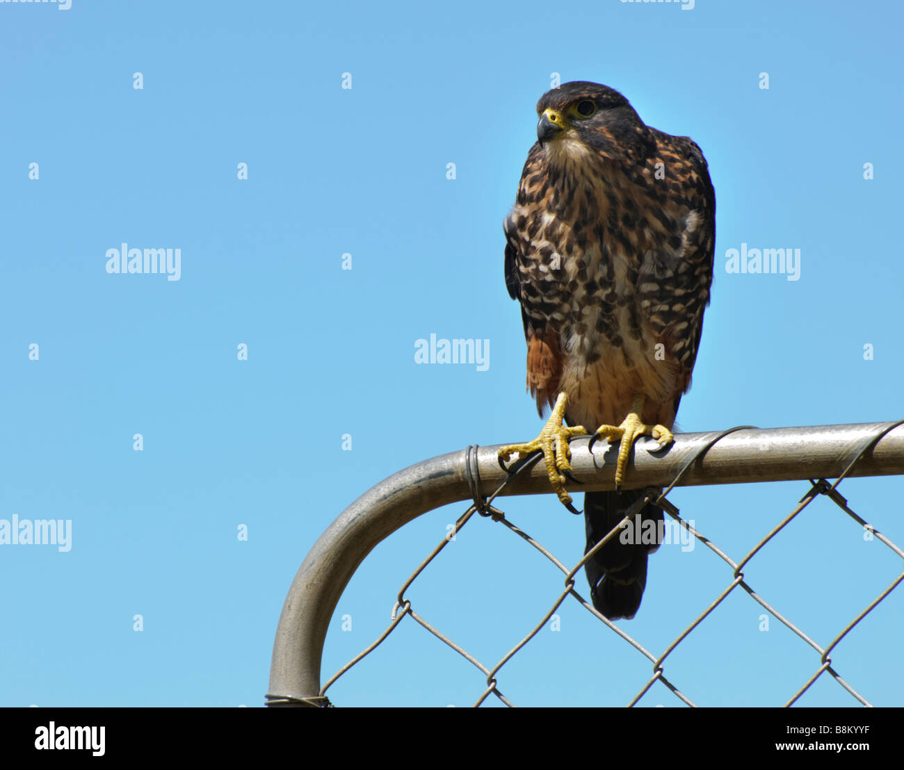 New Zealand falcon (Falco novaeseelandiae), or karearea Stock Photo - Alamy