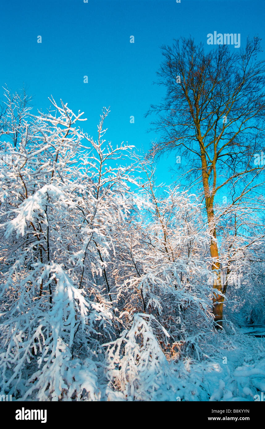 The forest of compiegne hi-res stock photography and images - Alamy