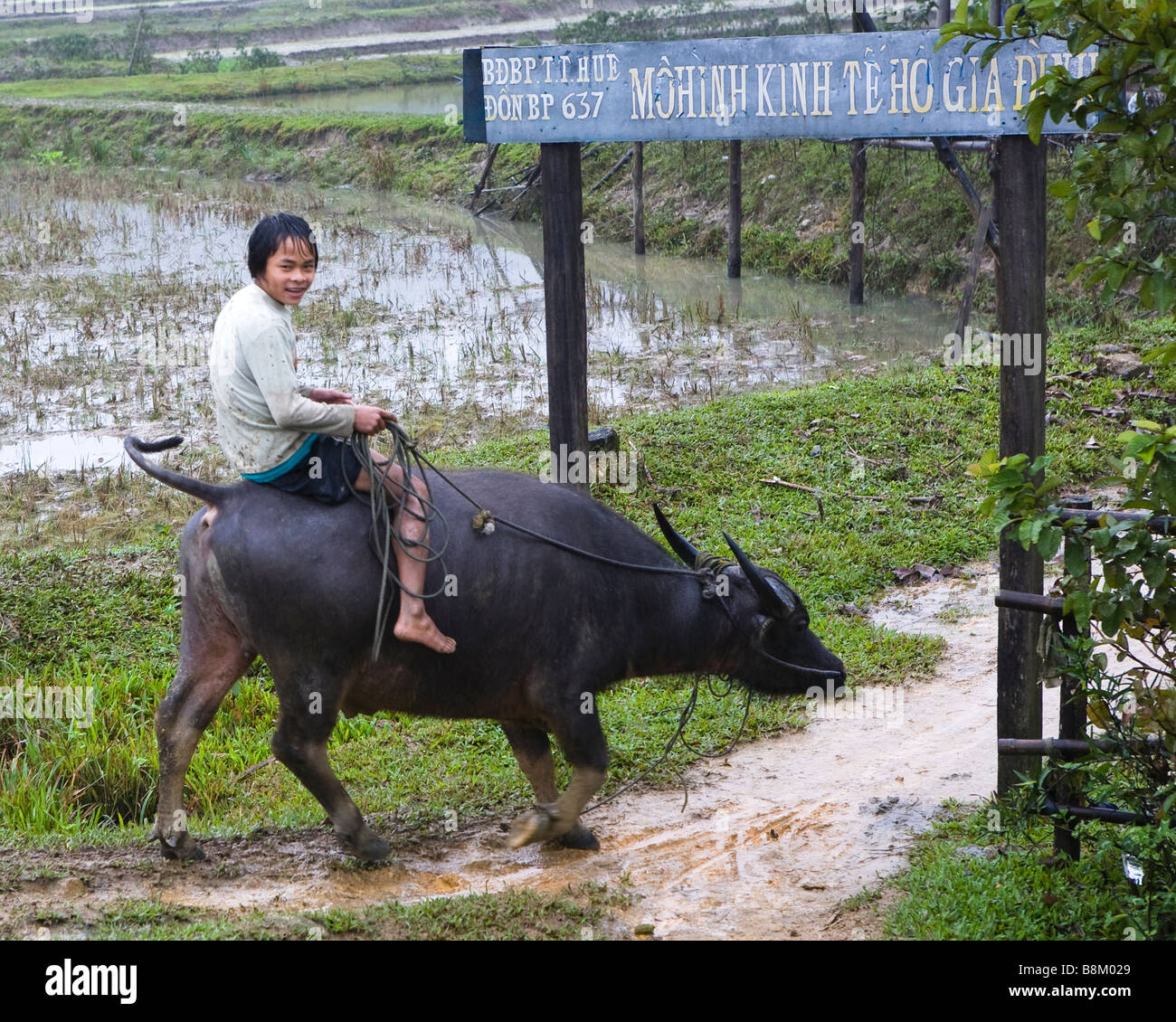 boy riding water buffalo Stock Photo - Alamy