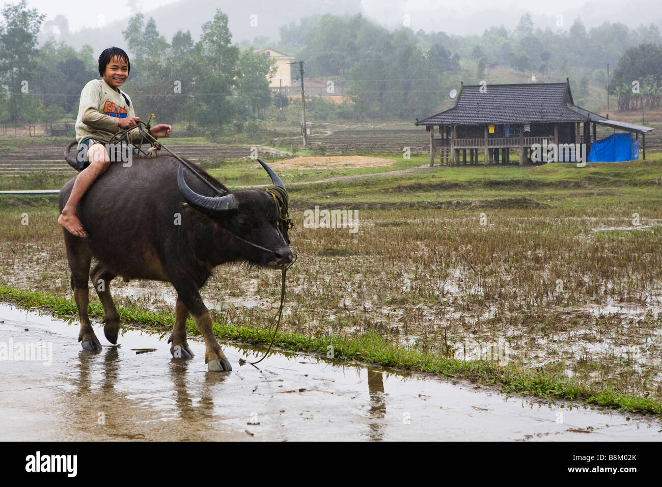 boy riding water buffalo Stock Photo - Alamy