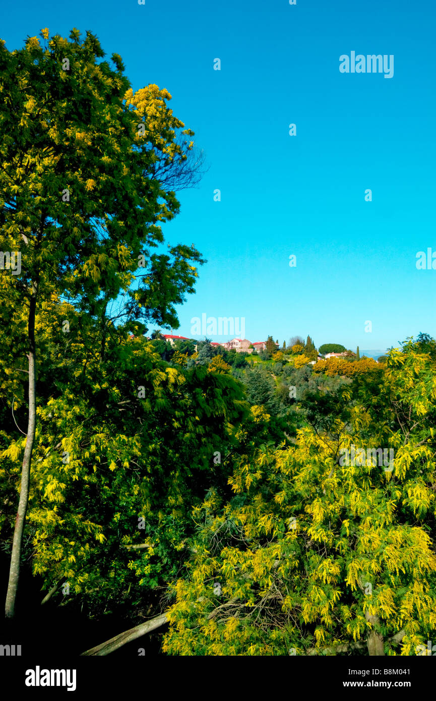 MIMOSAS TANNERON MASSIF ALPES MARITIMES FRENCH RIVIERA FRANCE Stock ...