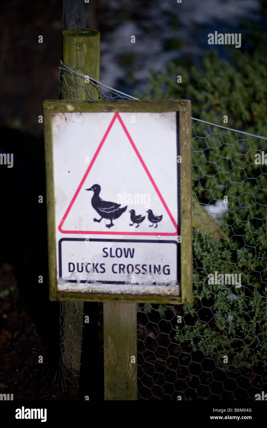 a road sign saying slow ducks crossing Stock Photo - Alamy