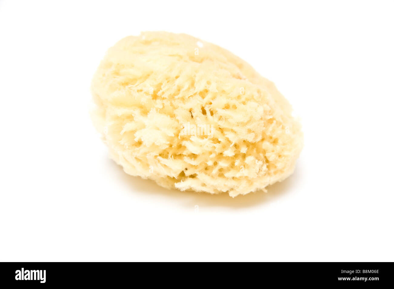 natural sponge isolated on a white studio background Stock Photo - Alamy