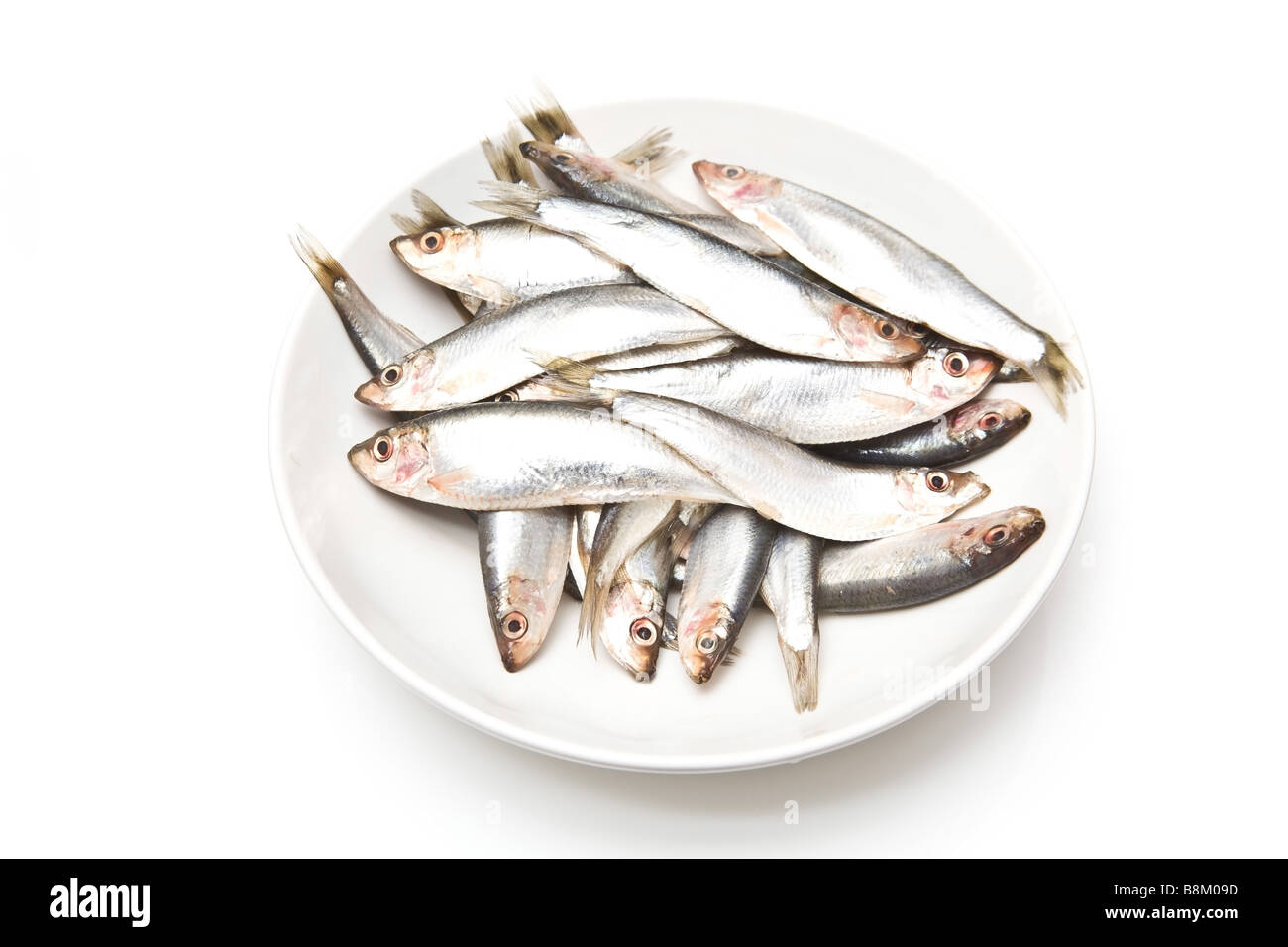 A bowl of small fish Sprats isolated on a white studio background Stock ...