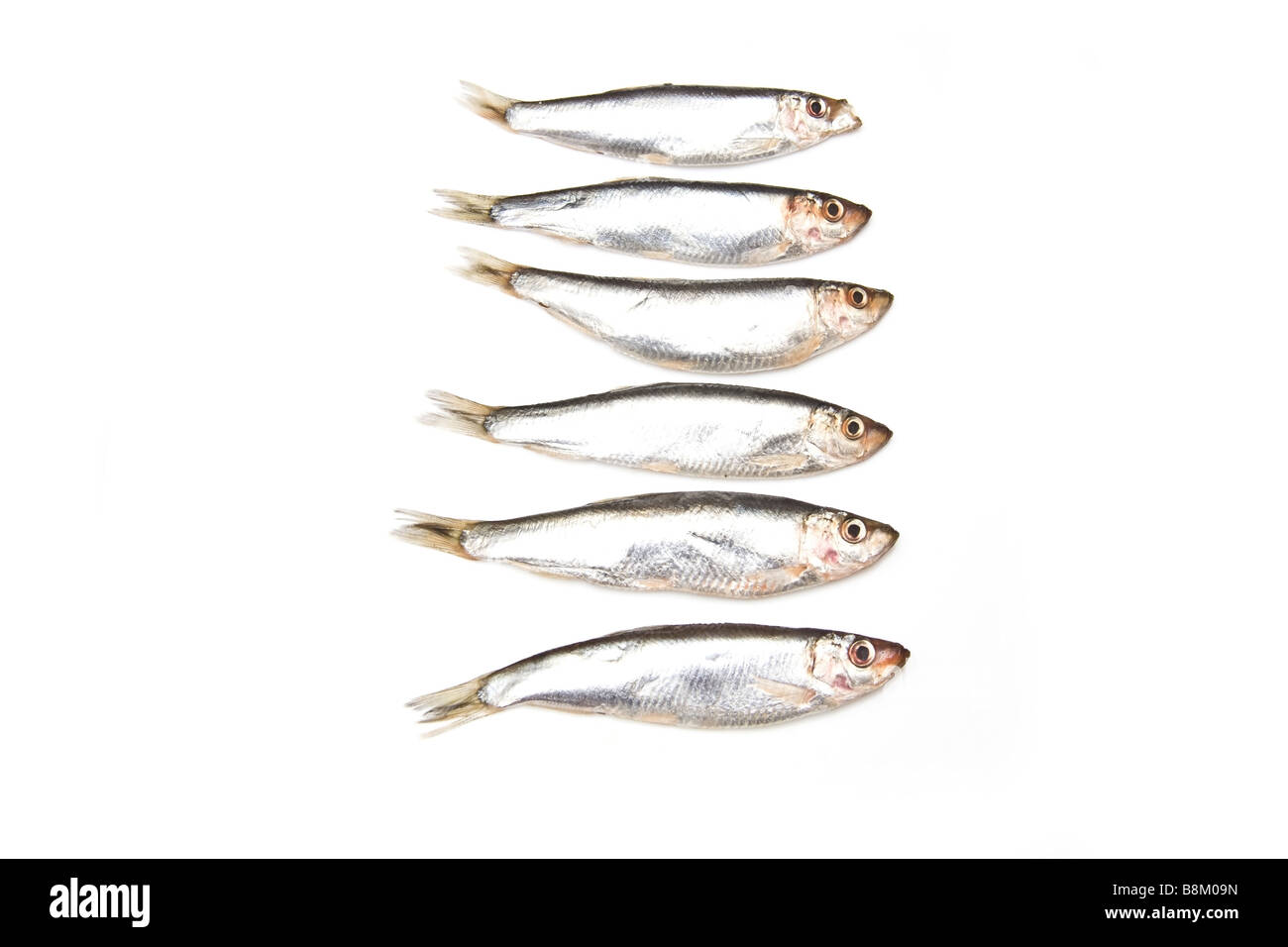 Sprats isolated on a white studio background Stock Photo - Alamy