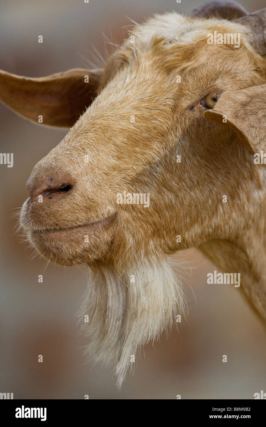 Goats head with goaty beard Stock Photo - Alamy