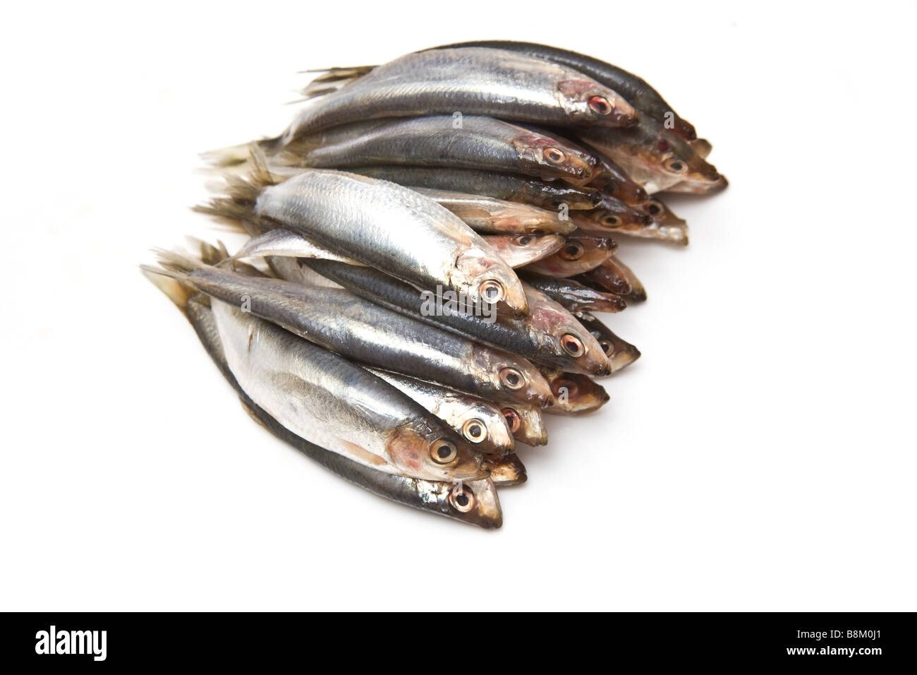 Sprats isolated on a white studio background Stock Photo - Alamy