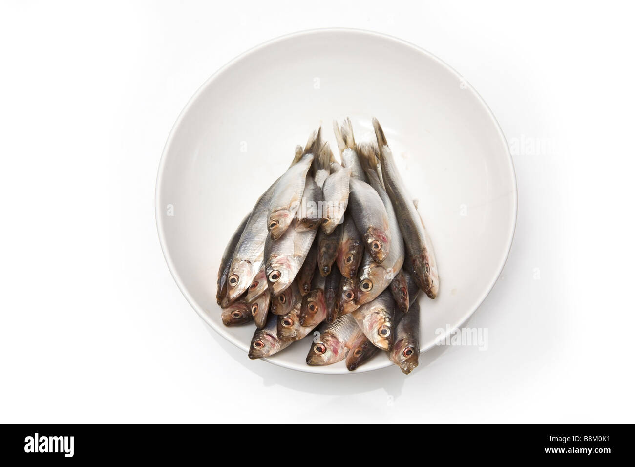 A bowl of small fish Sprats isolated on a white studio background Stock ...
