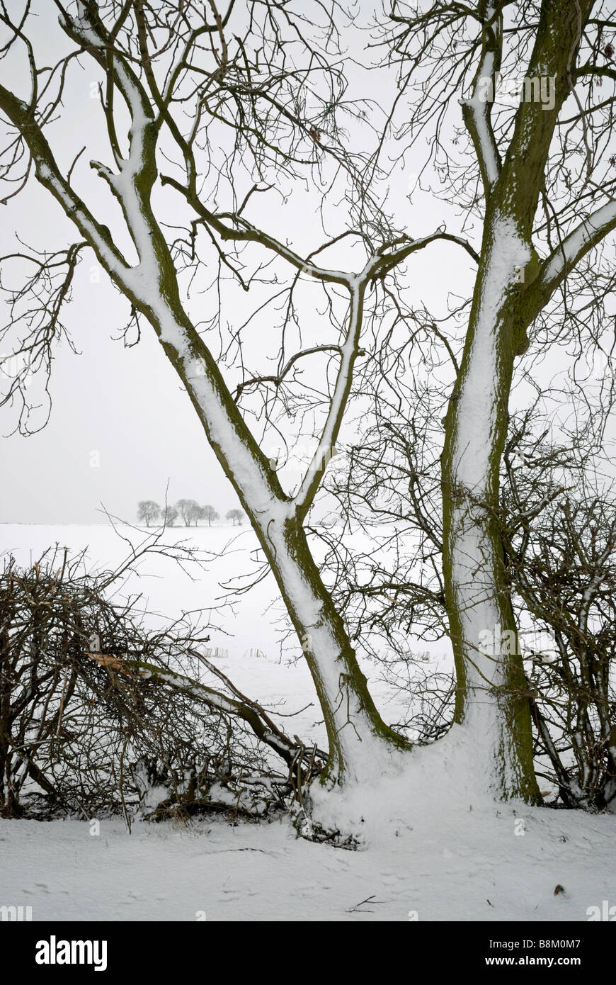 A tree covered in blown snow in Lincolnshire, England Stock Photo - Alamy