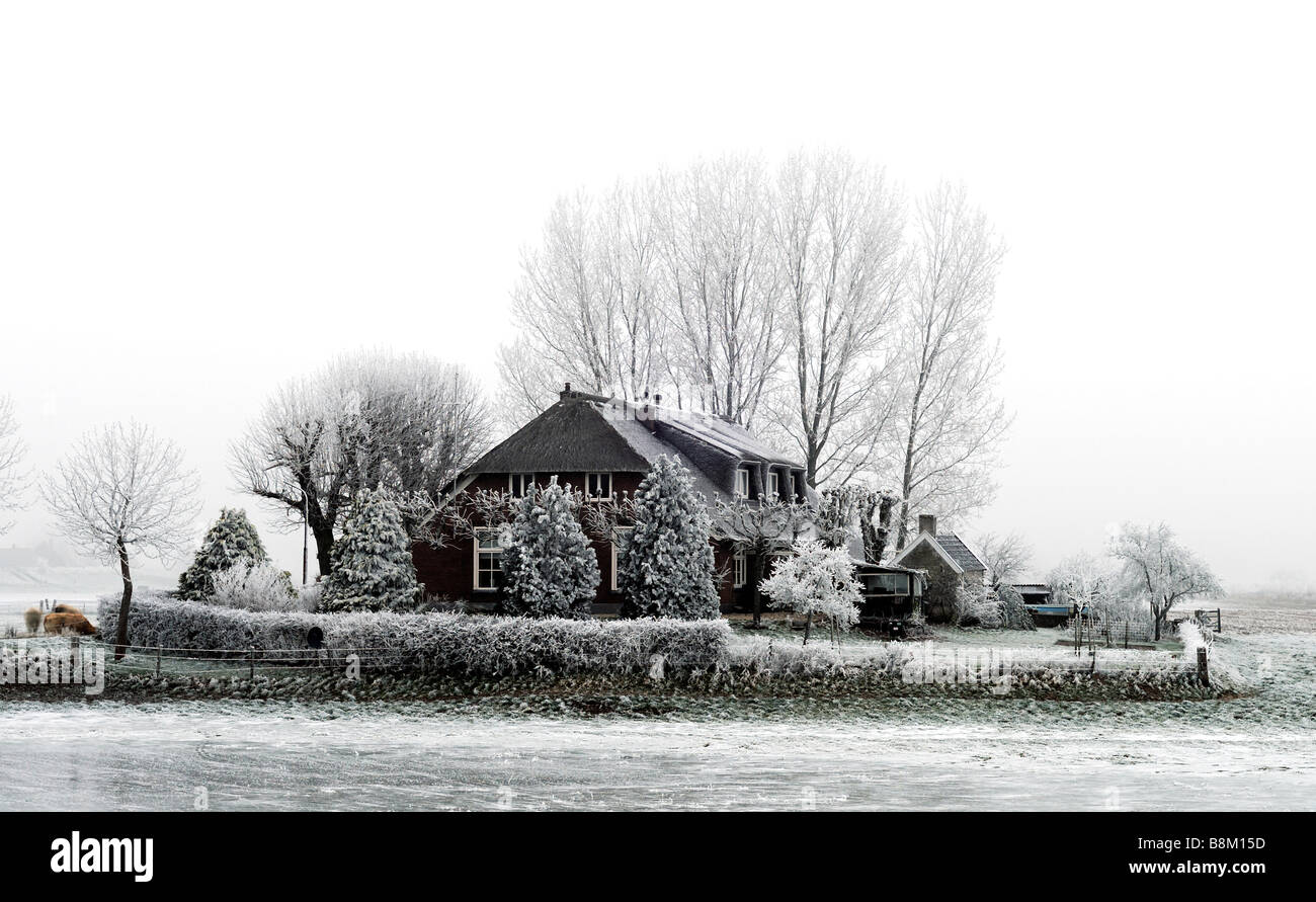 dutch farm with white frozen trees in winter Stock Photo - Alamy