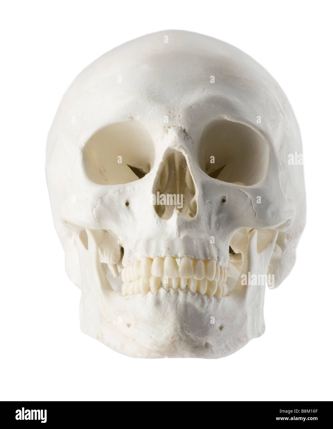 Anatomic pathology hi-res stock photography and images - Alamy