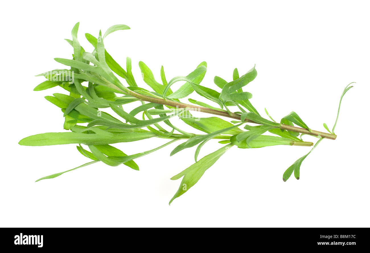 Fresh Tarragon
