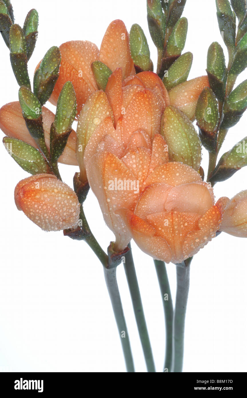 Orange freesias hi-res stock photography and images - Alamy
