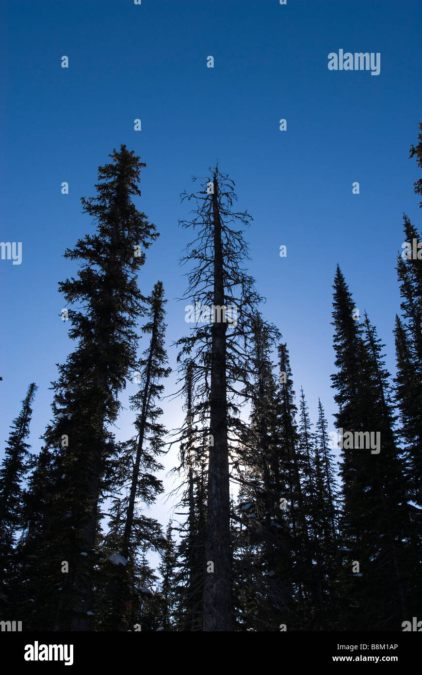 Sun rising through pine trees at Bow Summit in Banff National Park ...