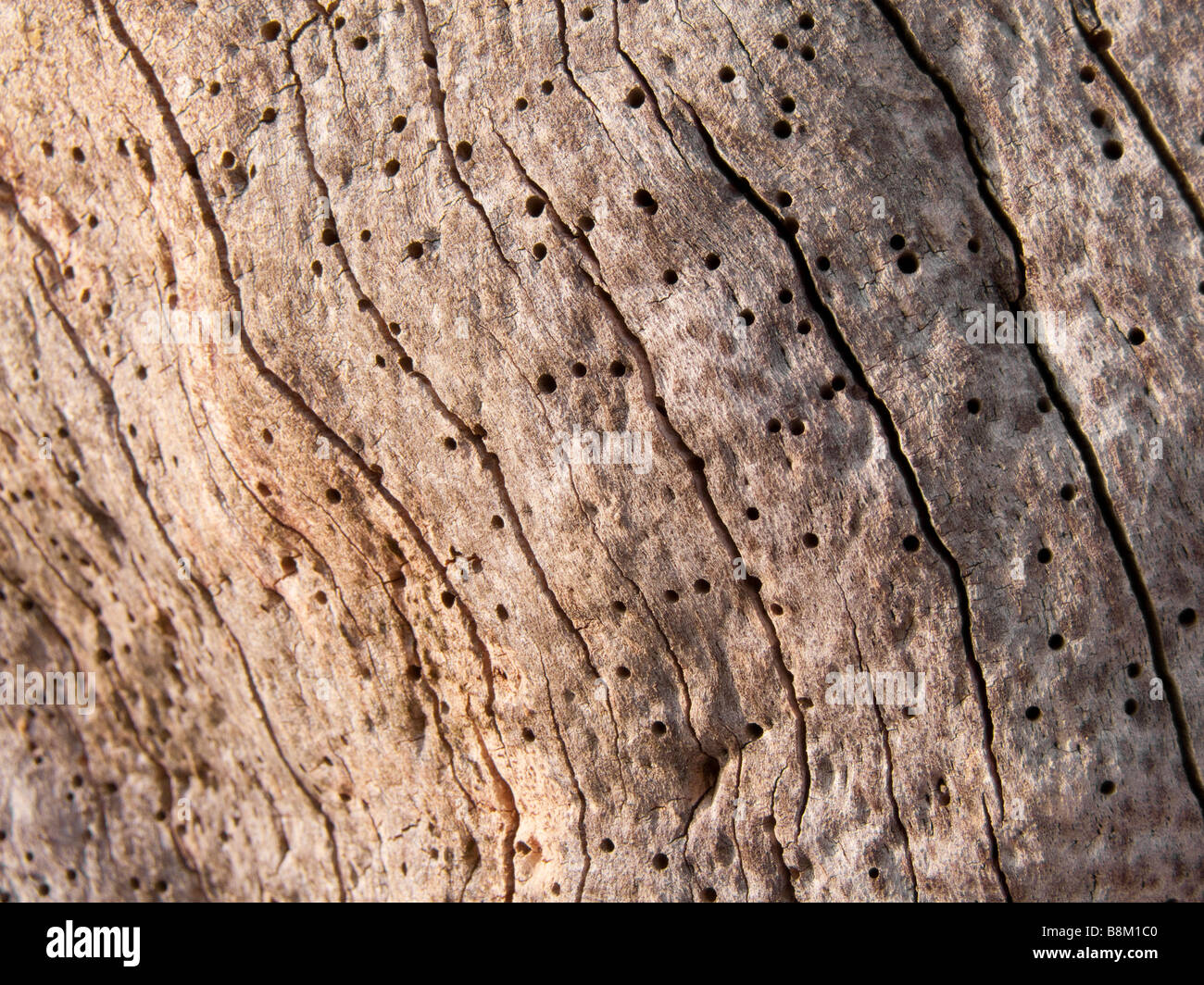 Old beech wood Stock Photo - Alamy