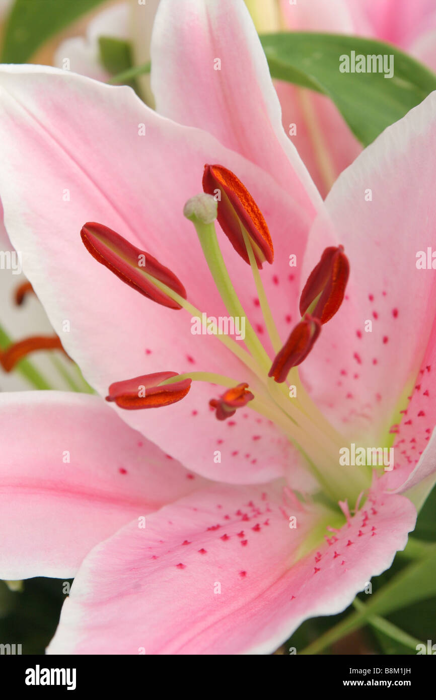 Lilly flower journeys end hi-res stock photography and images - Alamy