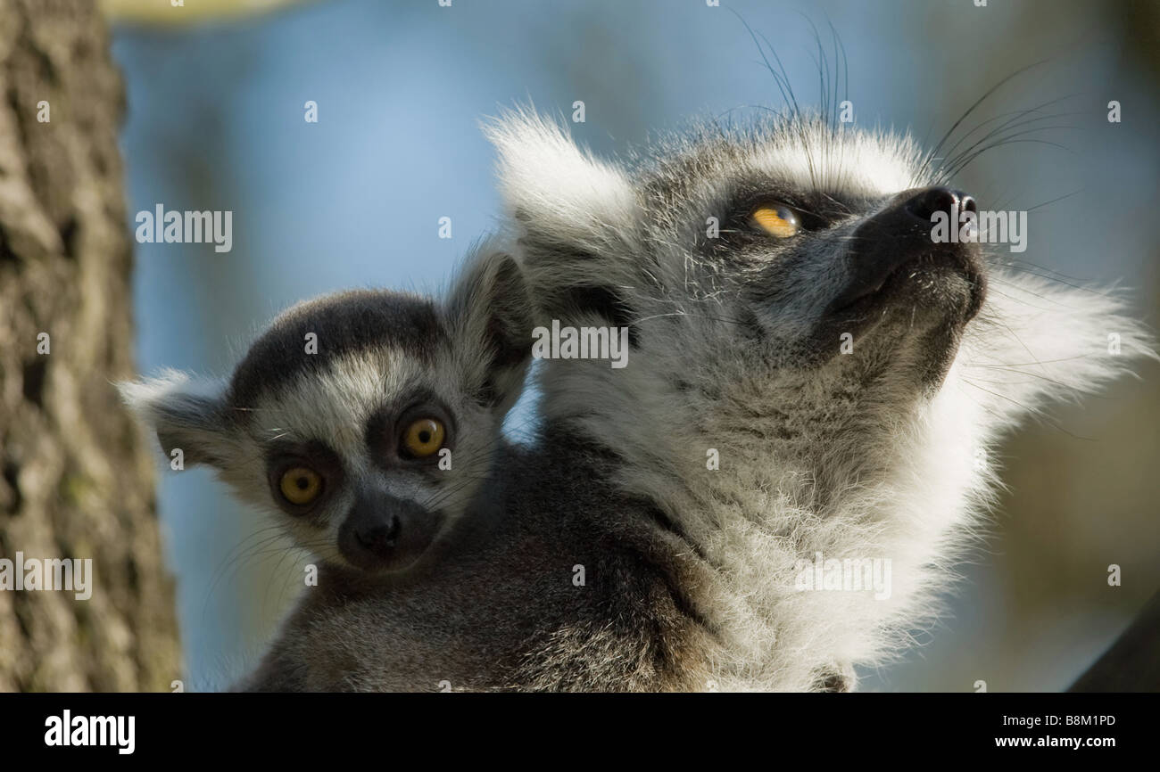 cute baby ring tailed lemur on mothers back Stock Photo - Alamy