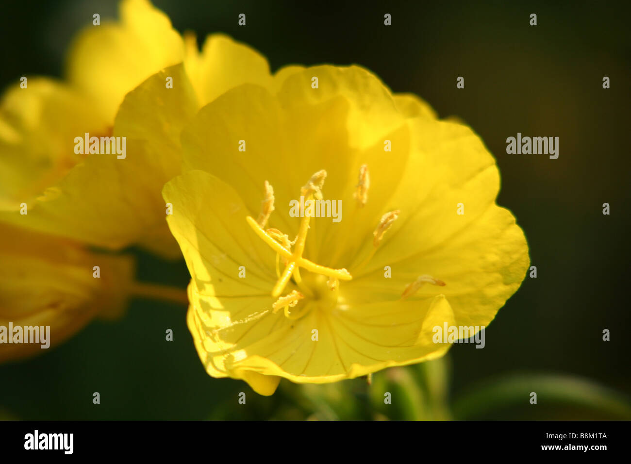 Grain primrose hi-res stock photography and images - Alamy