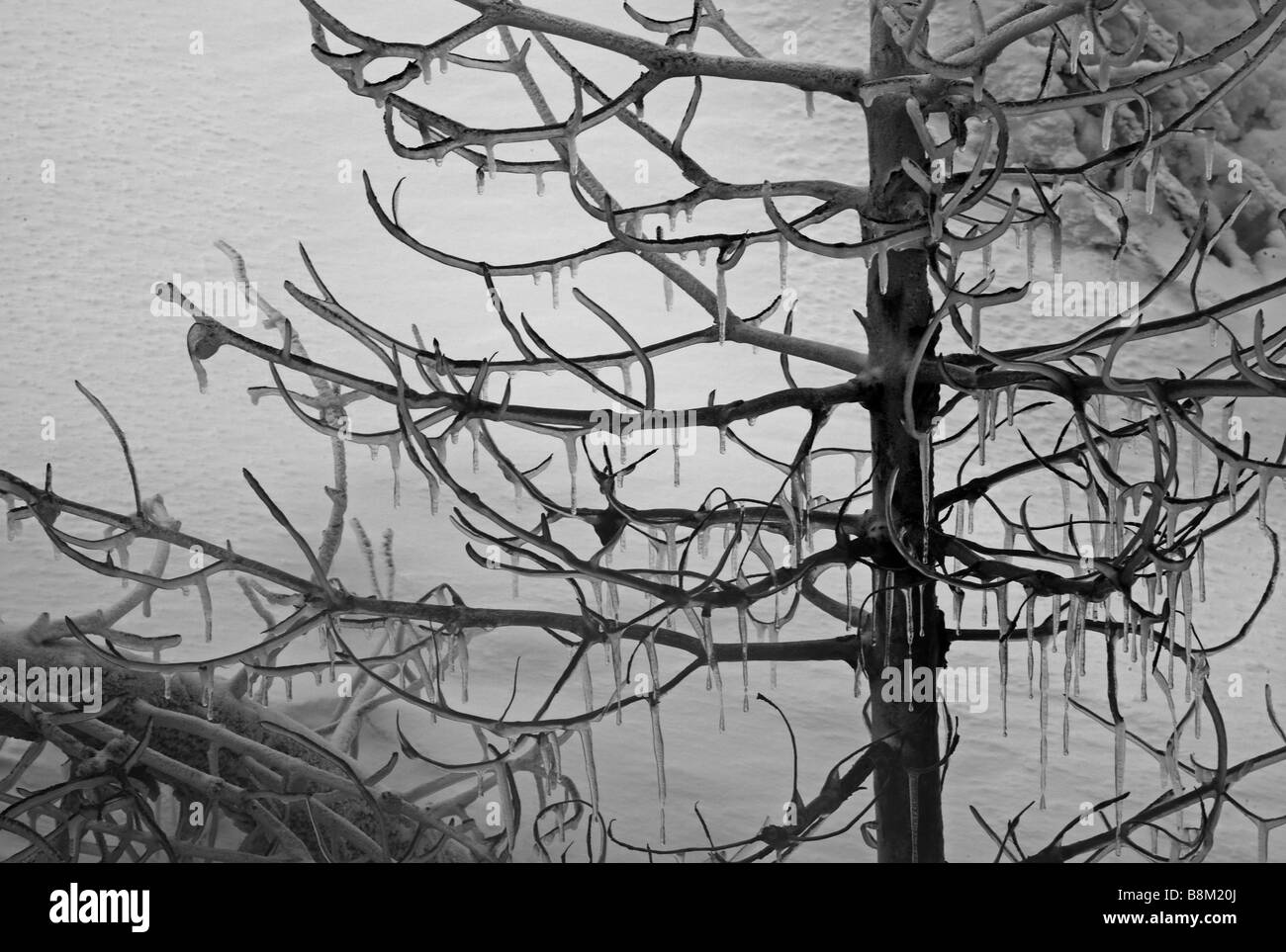 Formed tree hi-res stock photography and images - Alamy