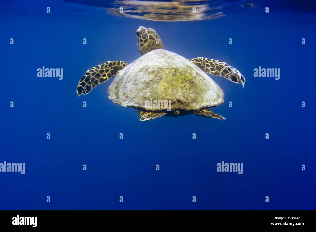 Turtle is breathing Stock Photo - Alamy