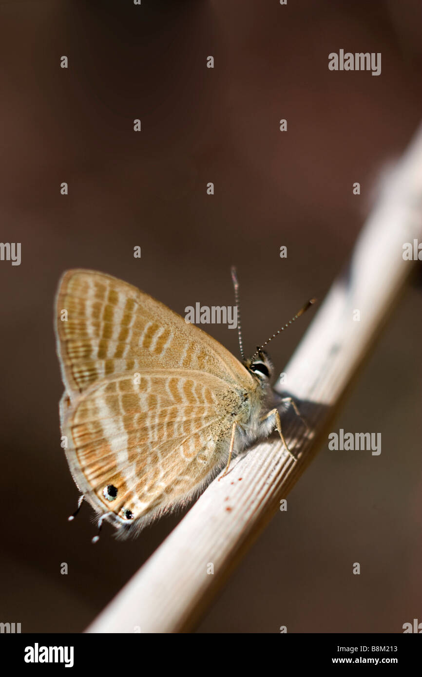 Long tailed blue butterfly hi-res stock photography and images - Alamy