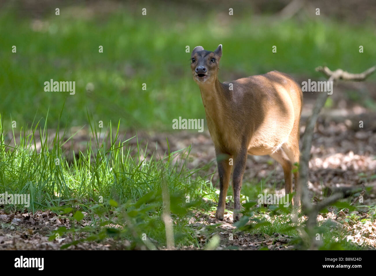 Muntjac Muntiacus reevesi Stock Photo - Alamy