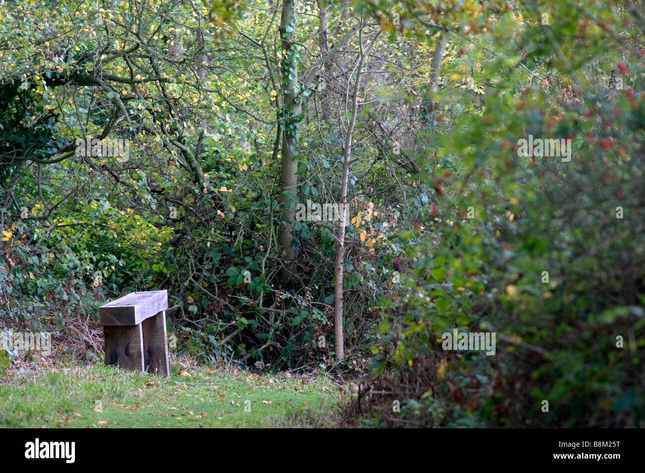 Bench at viewpoint, Northward Hill RSPB Reserve, Kent, England Stock ...