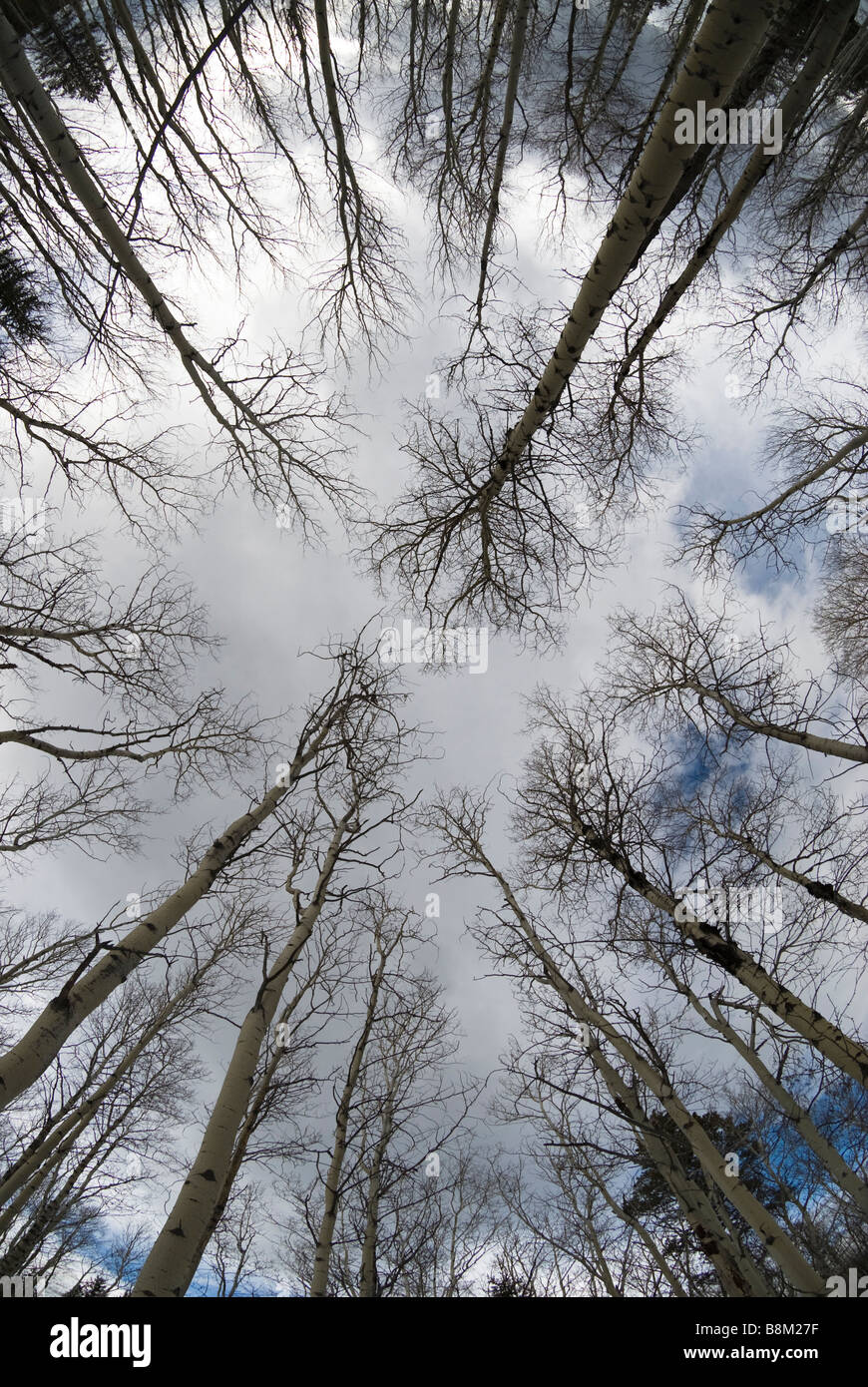 Looking up through the trees near Pyramid Lake, Jasper National Park ...