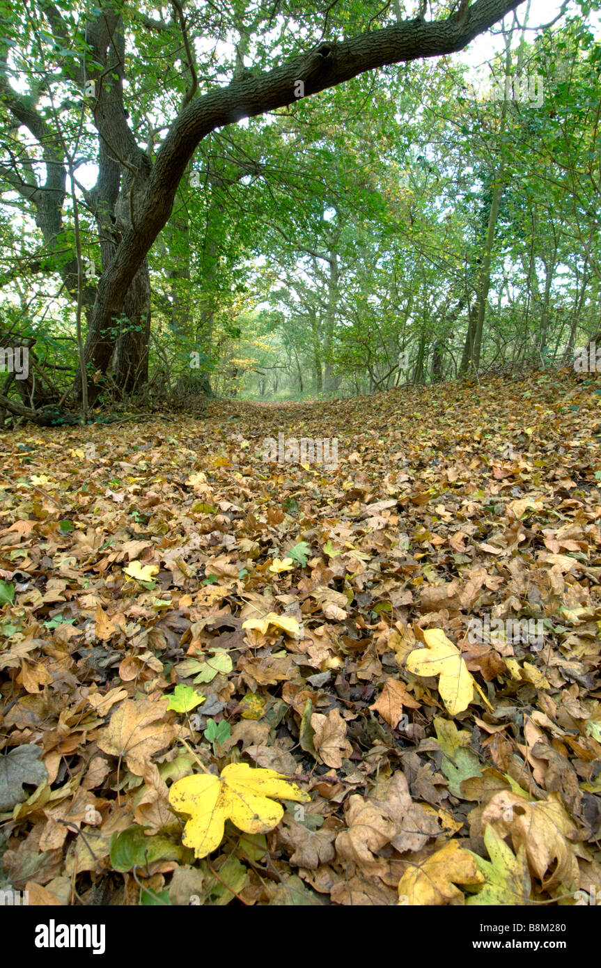 Fallen leaves in broadleaved woodland, Northward Hill RSPB Reserve ...