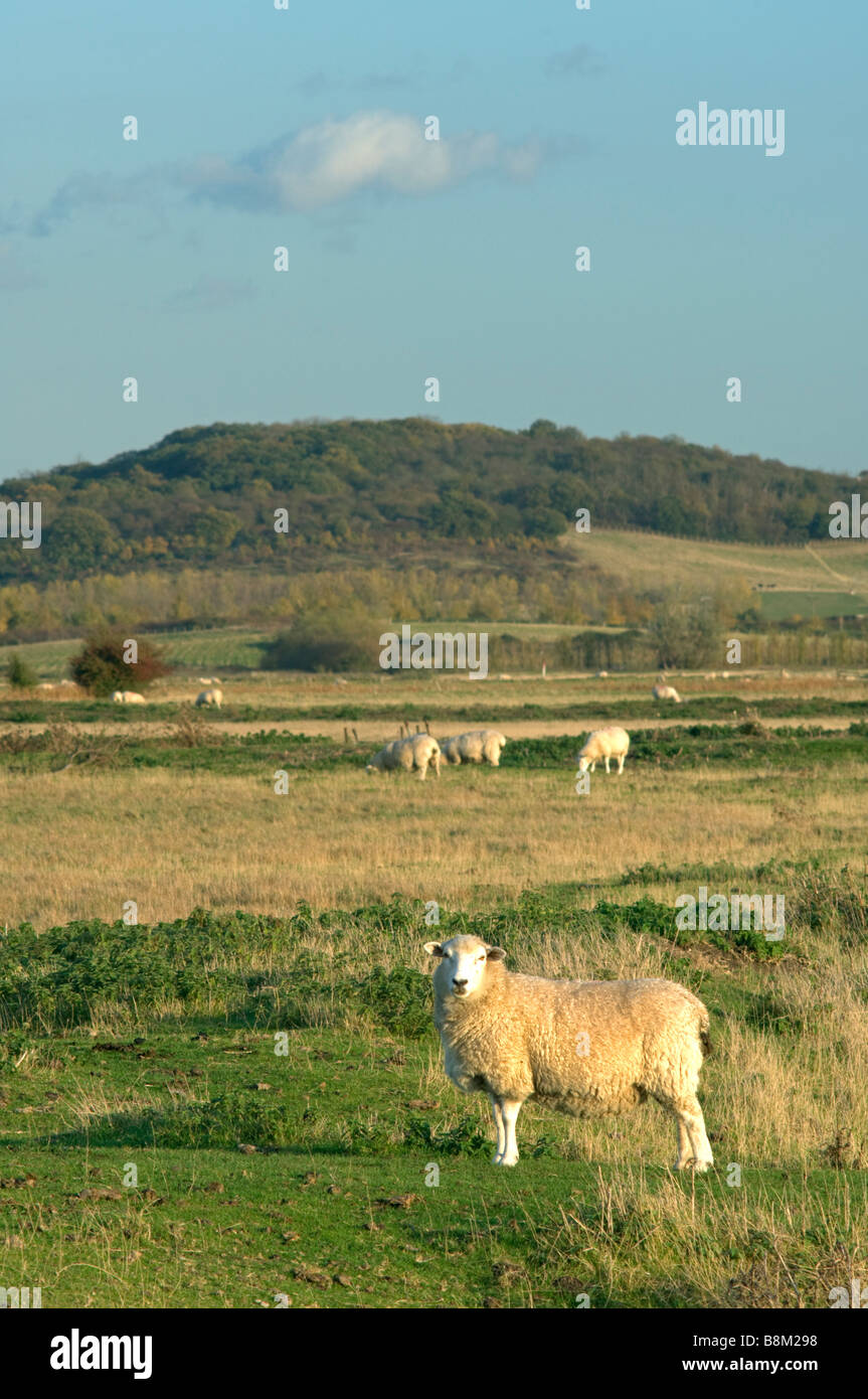 Coastal grazing marsh hi-res stock photography and images - Alamy