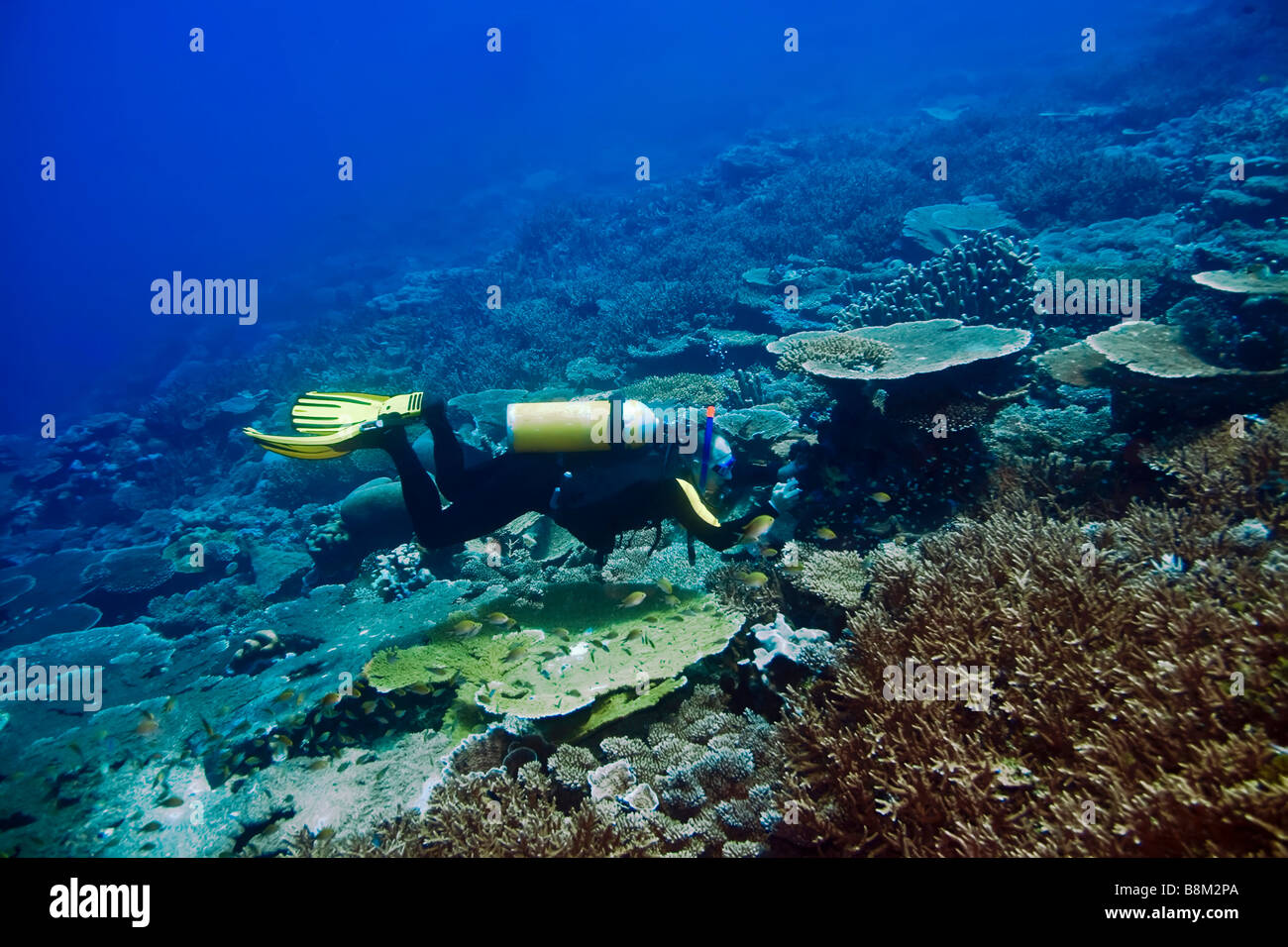 Diver with camera in deep Underwater photographer Stock Photo - Alamy