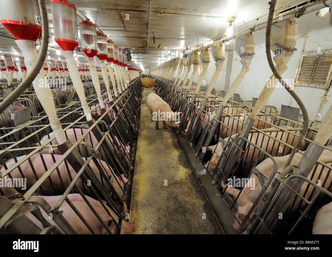 an automatic feeding system at a prosperous hog breeding farm in ...