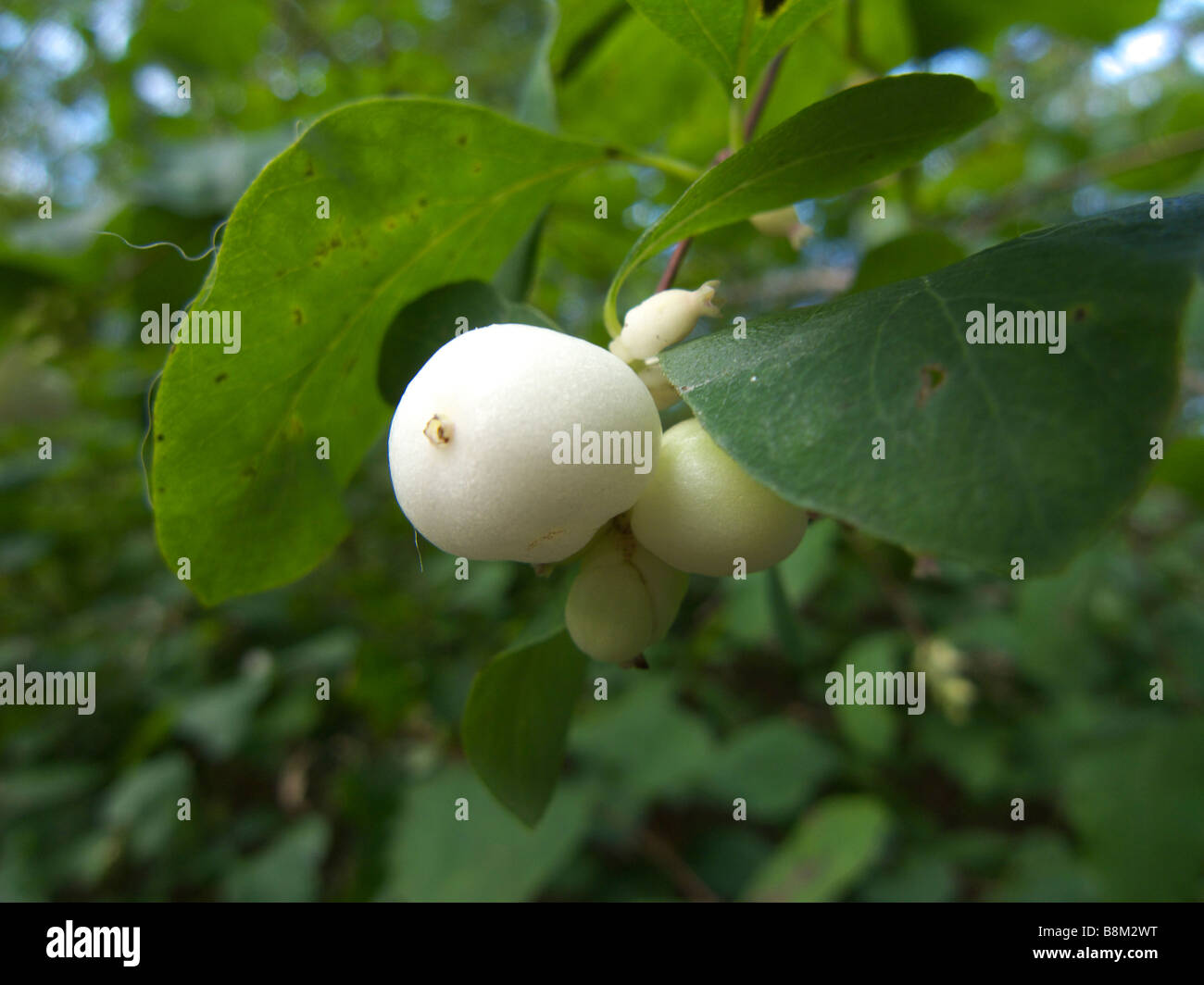 Snow berry hi-res stock photography and images - Alamy