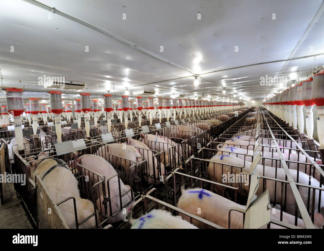 an automatic feeding system at a prosperous hog breeding farm in ...