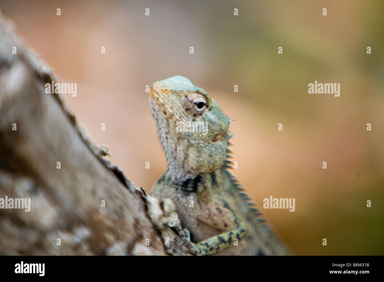Maldives lizard hi-res stock photography and images - Alamy