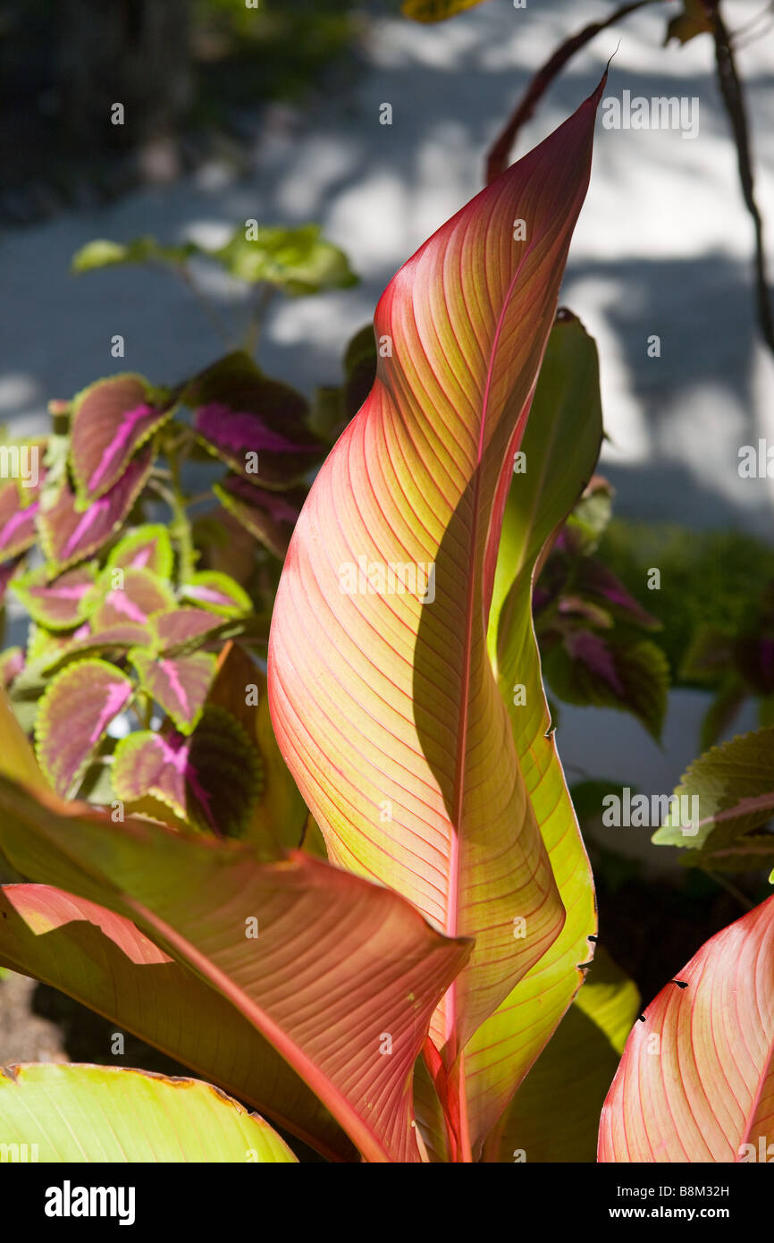 Maldivian plant hi-res stock photography and images - Alamy