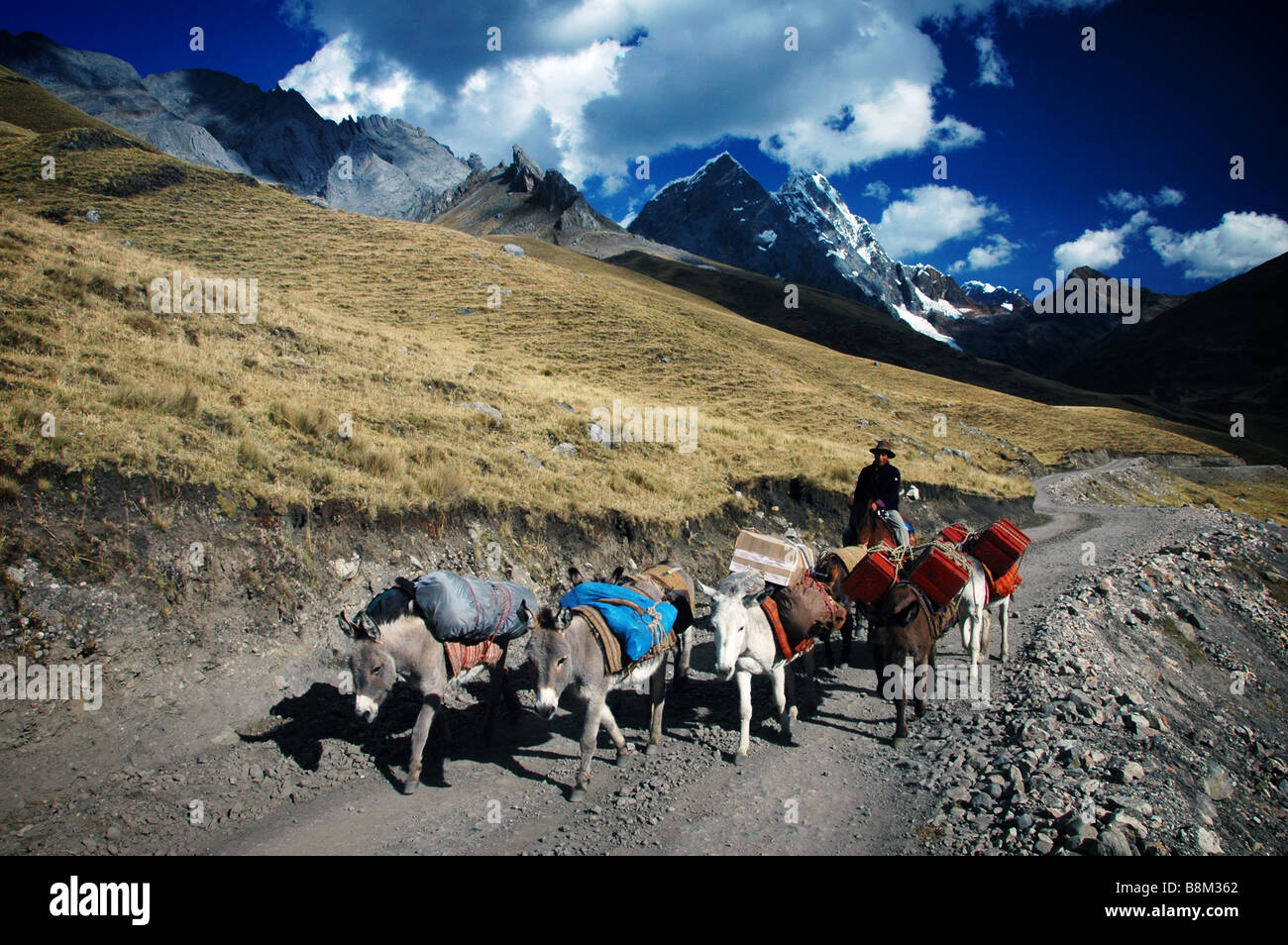 A muleteer driving donkeys carrying trekking supplies in the Cordillera ...