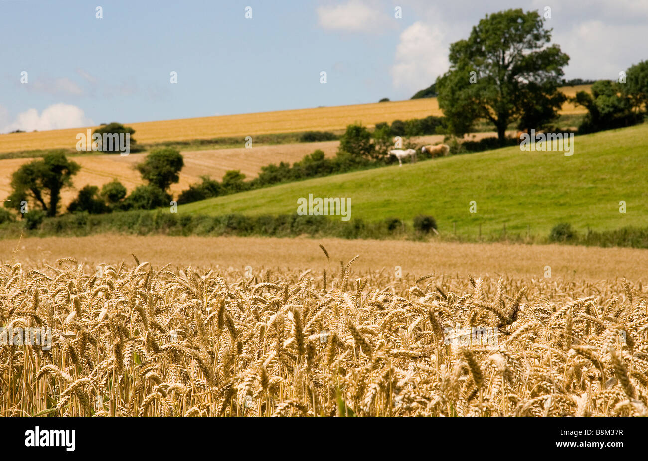 A field of ripe wheat in the South Downs in the sun Stock Photo - Alamy