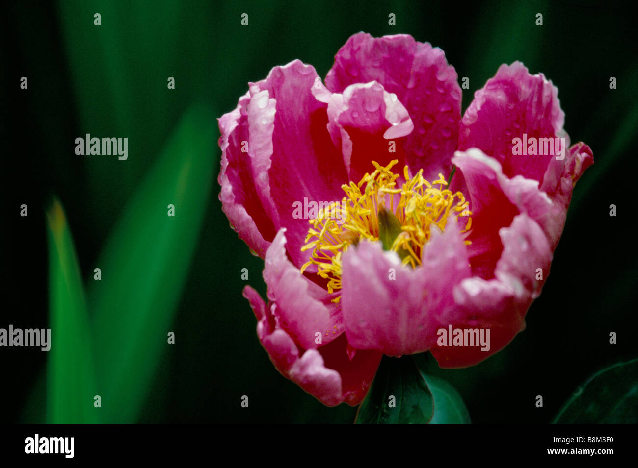Close up of the striking Paeonia lactiflora in flower Stock Photo - Alamy