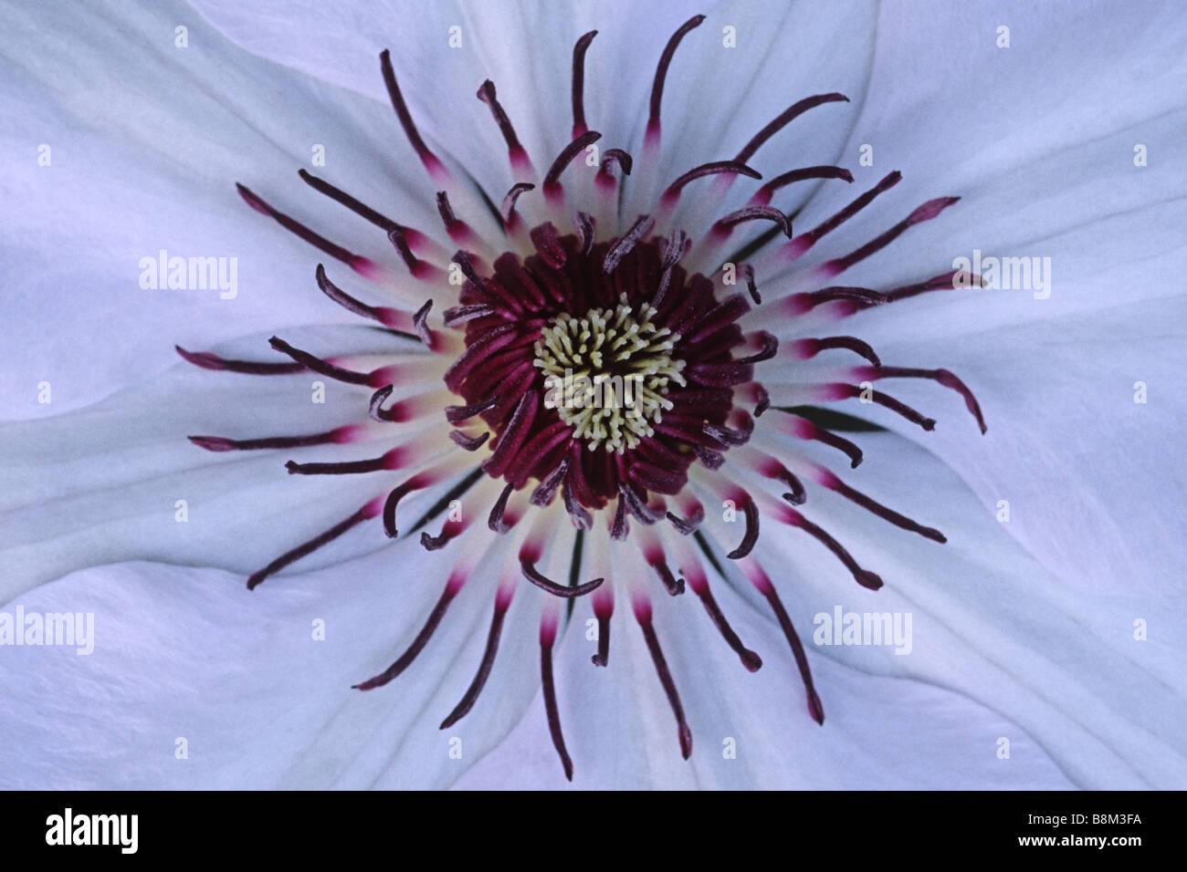 Miss bateman flower hi-res stock photography and images - Alamy
