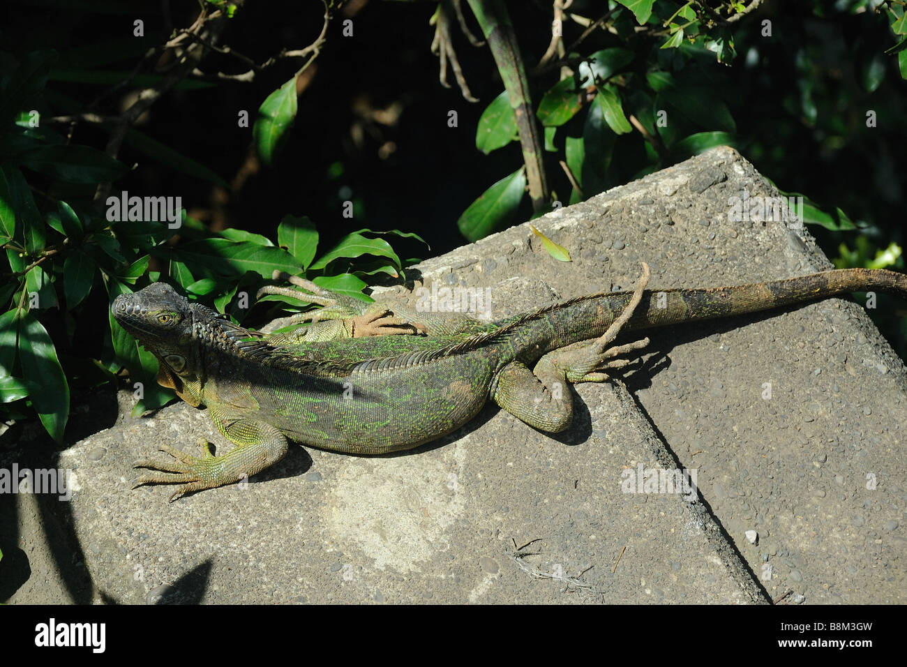 Iguana verde hi-res stock photography and images - Alamy