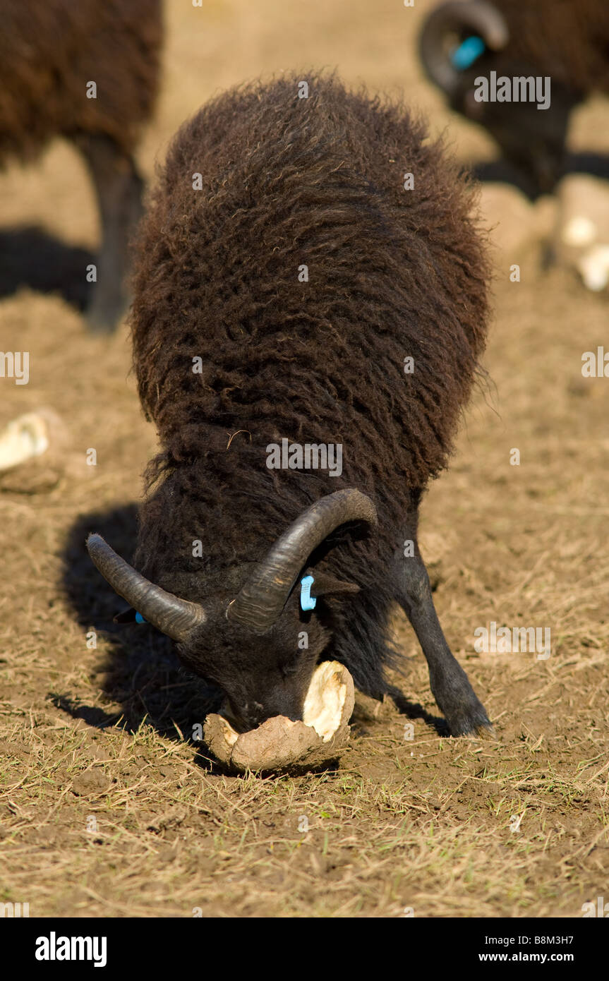 Male, Ram or Buck Hebridean sheep Stock Photo - Alamy