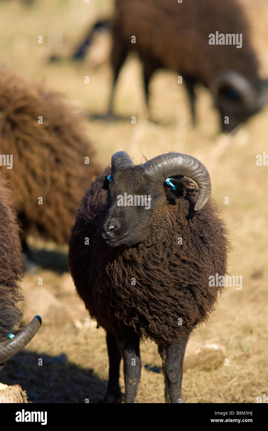 Male, Ram or Buck Hebridean sheep Stock Photo - Alamy