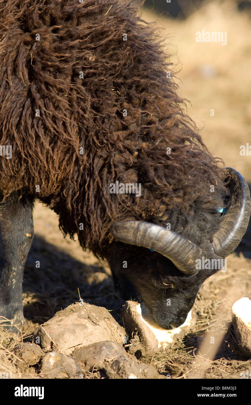 Male, Ram or Buck Hebridean sheep Stock Photo - Alamy