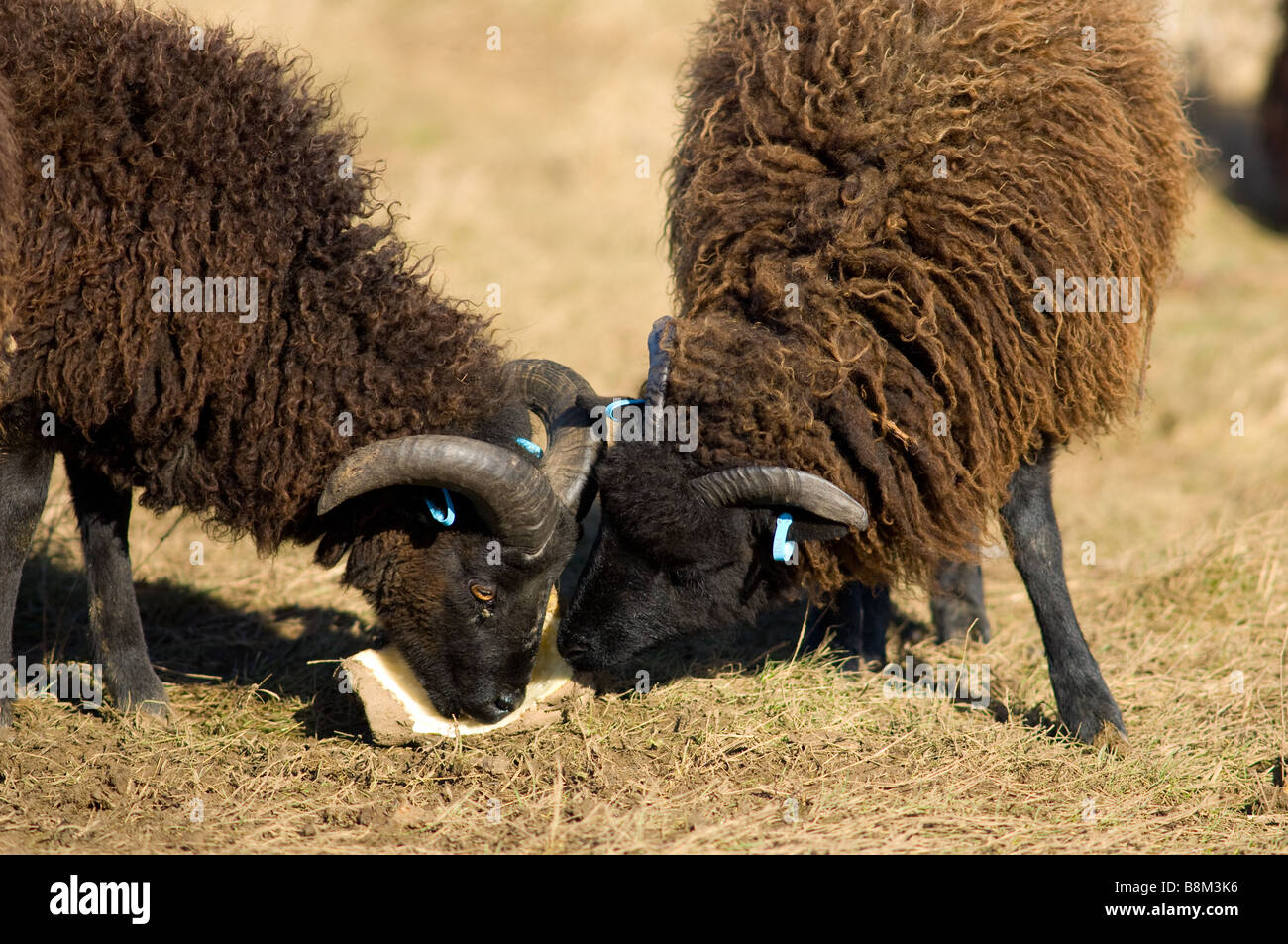 Male, Ram or Buck Hebridean sheep Stock Photo - Alamy