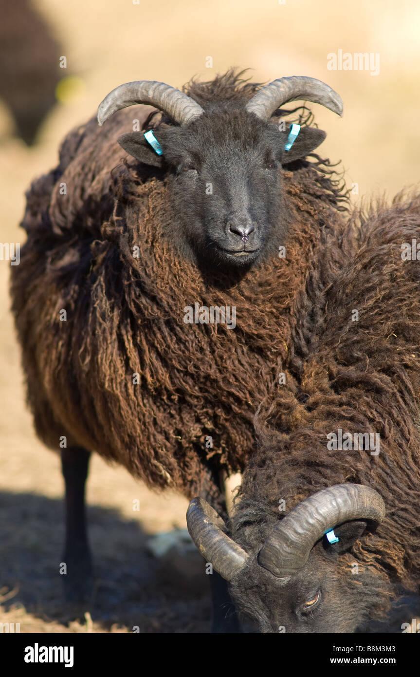 Male, Ram or Buck Hebridean sheep Stock Photo - Alamy