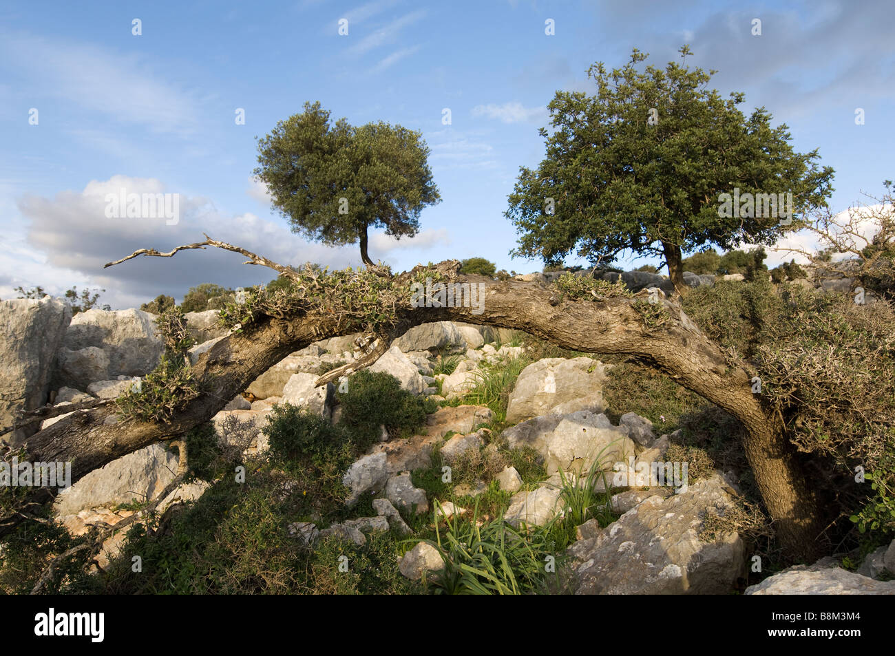 Wind swept trees hi-res stock photography and images - Alamy